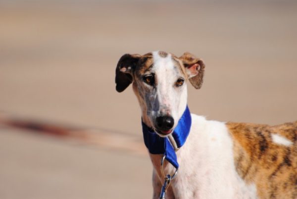 Prisca (F) FBM – Lévriers sans Frontières